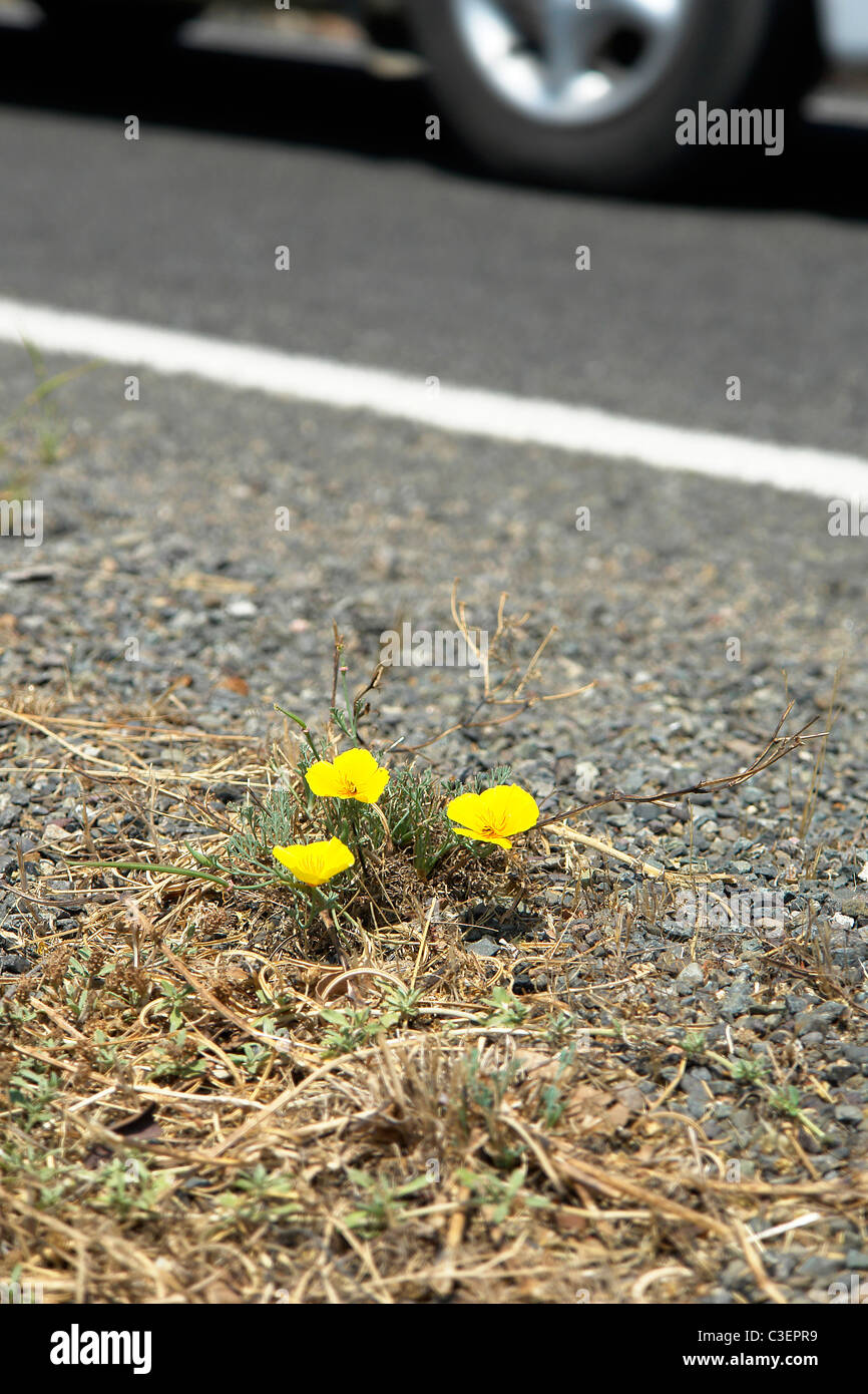Yellow wild flower to side of road, survival of nature Stock Photo - Alamy