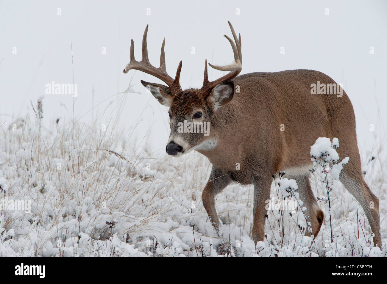Ten point white tailed deer buck hi-res stock photography and images ...