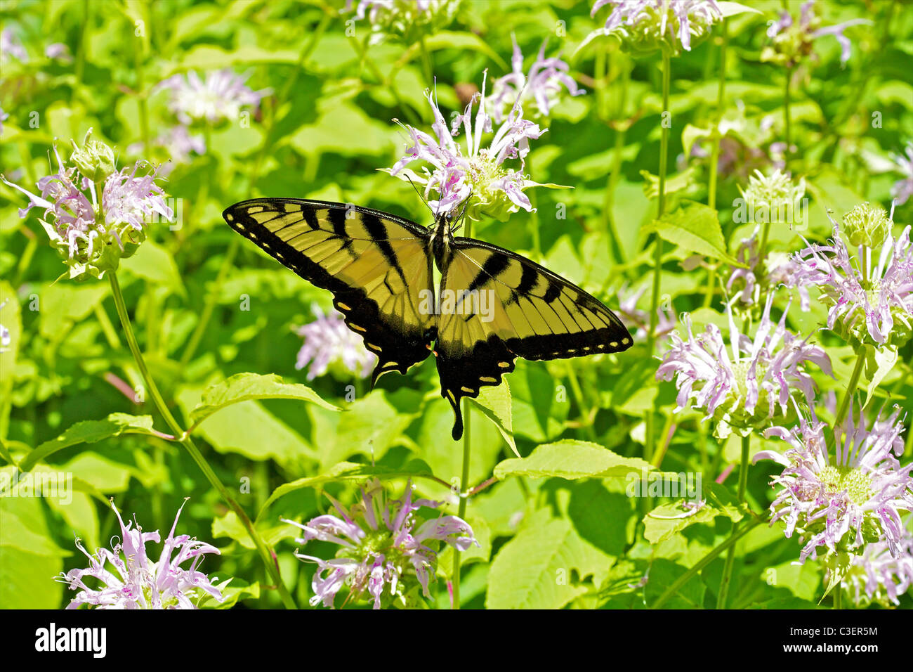 Male tiger swallowtail butterfly hi-res stock photography and images ...