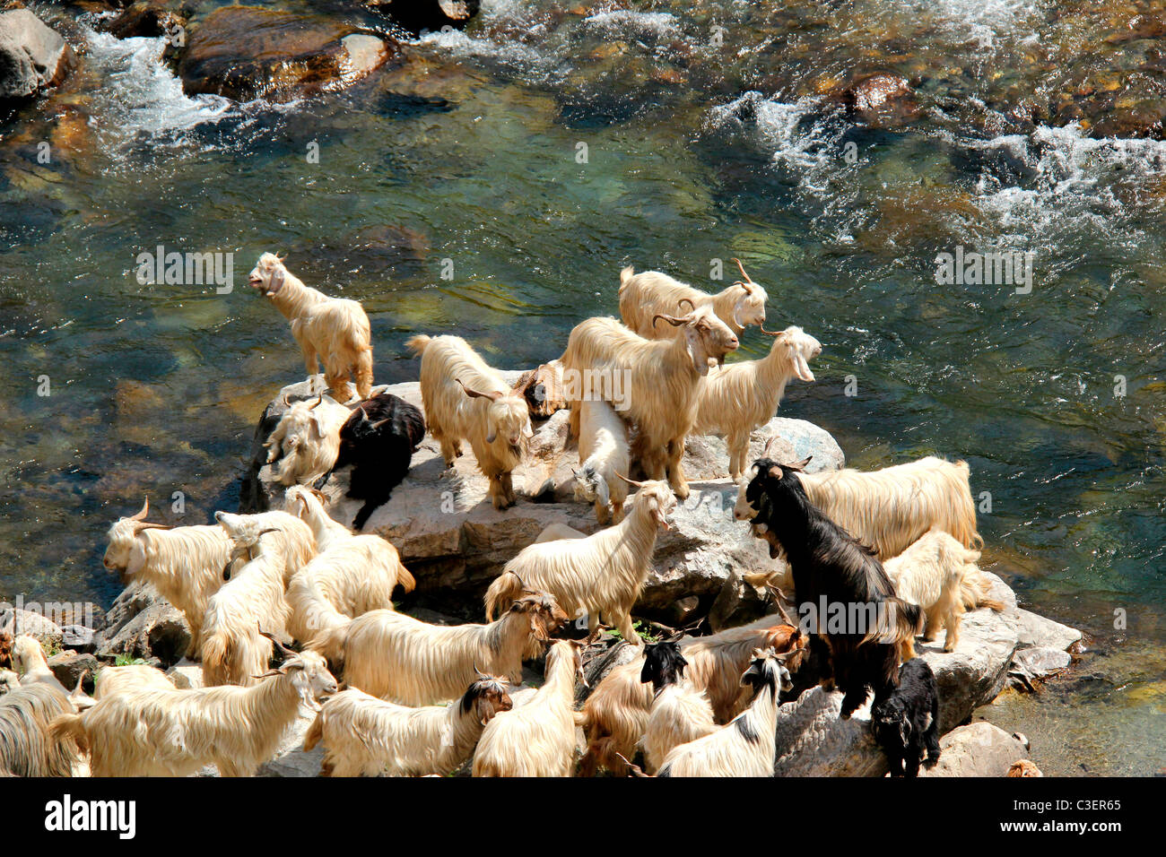 Goats water hi-res stock photography and images - Alamy