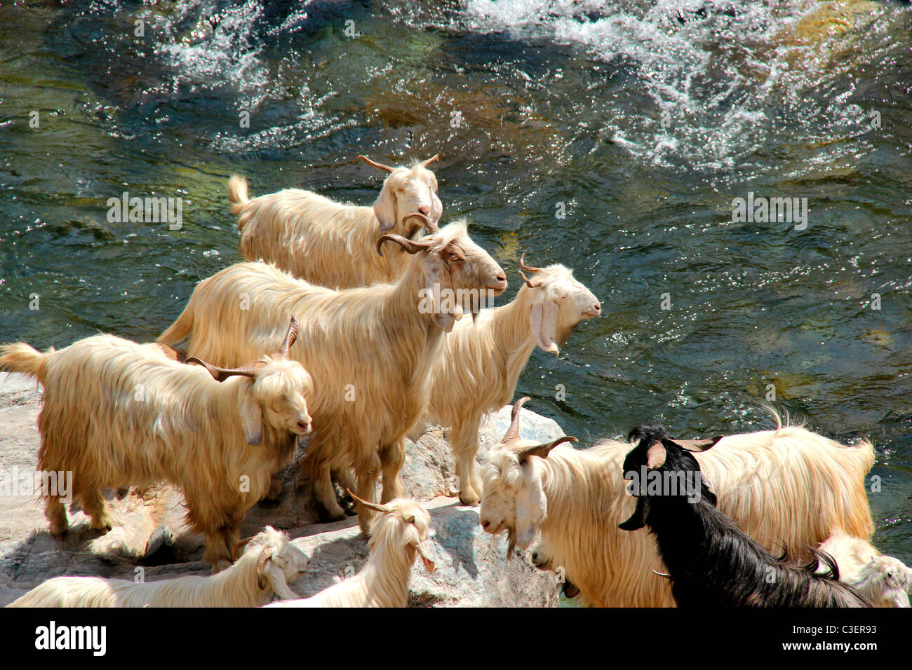 Goats water hi-res stock photography and images - Alamy