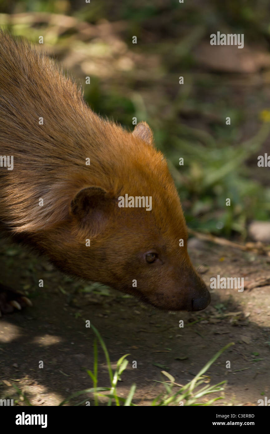 Bush animal hi-res stock photography and images - Alamy