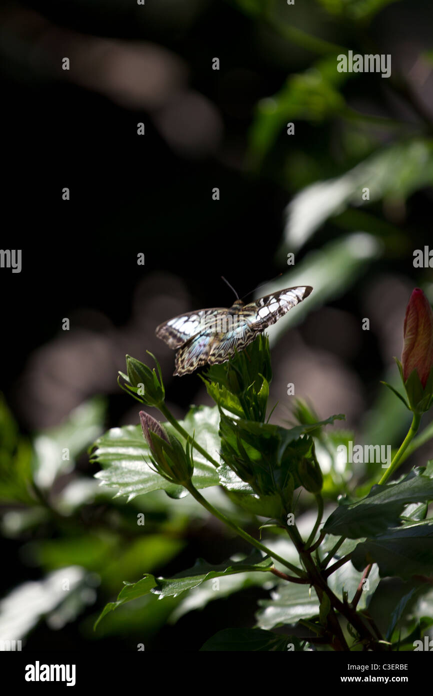 Butterfly insect nature hi-res stock photography and images - Alamy