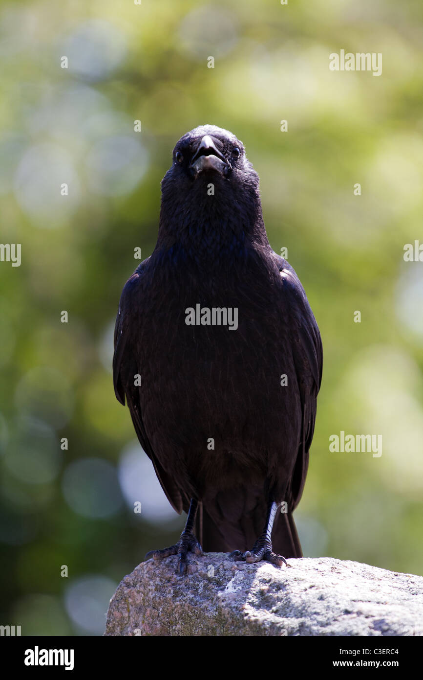 Raven Claw Stock Photos & Raven Claw Stock Images - Alamy