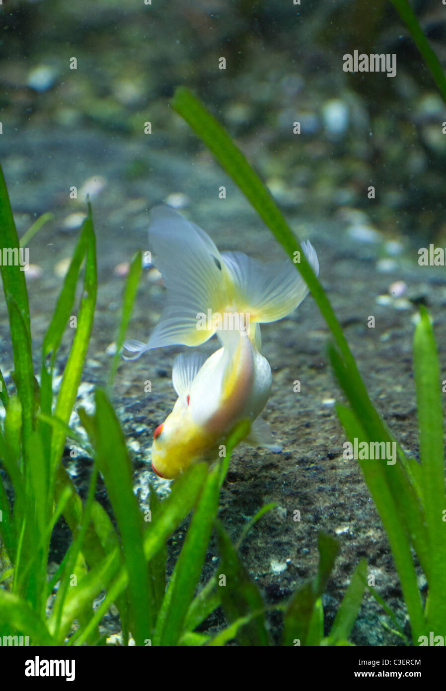 Exotic Colored Fish Stock Photo - Alamy