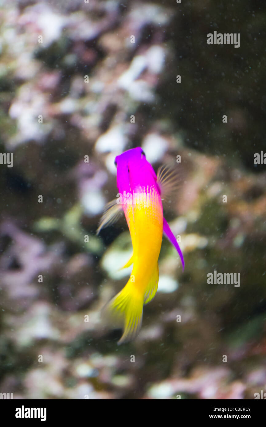 Exotic Colored Fish Stock Photo - Alamy
