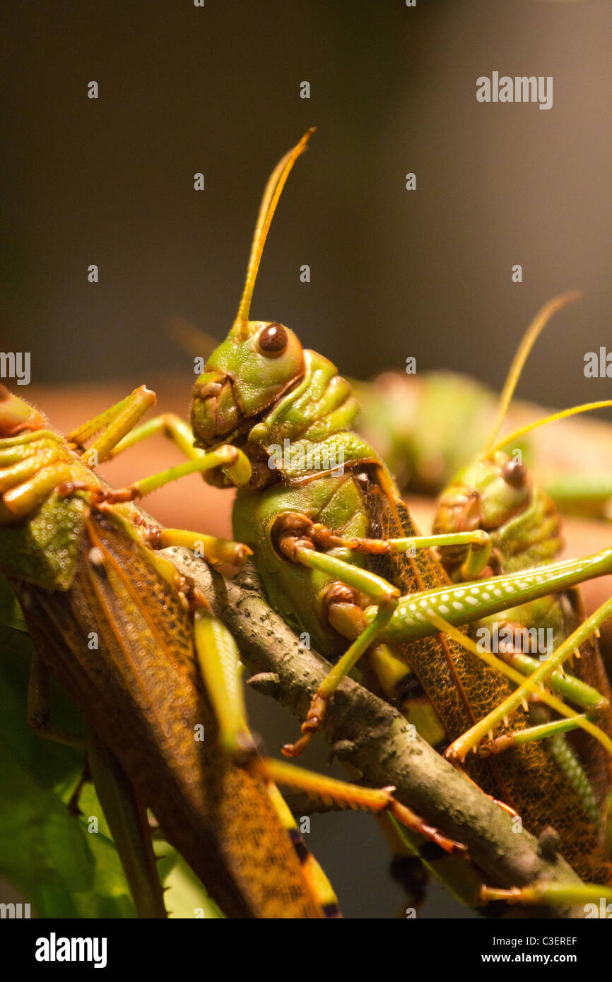 Grasshopper bug hi-res stock photography and images - Alamy
