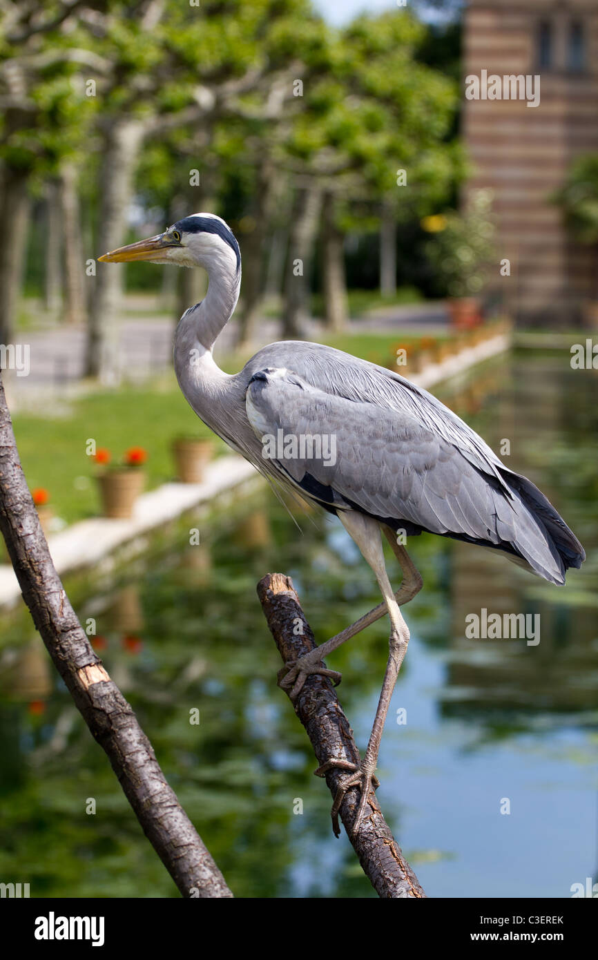 Heron pattern hi-res stock photography and images - Alamy