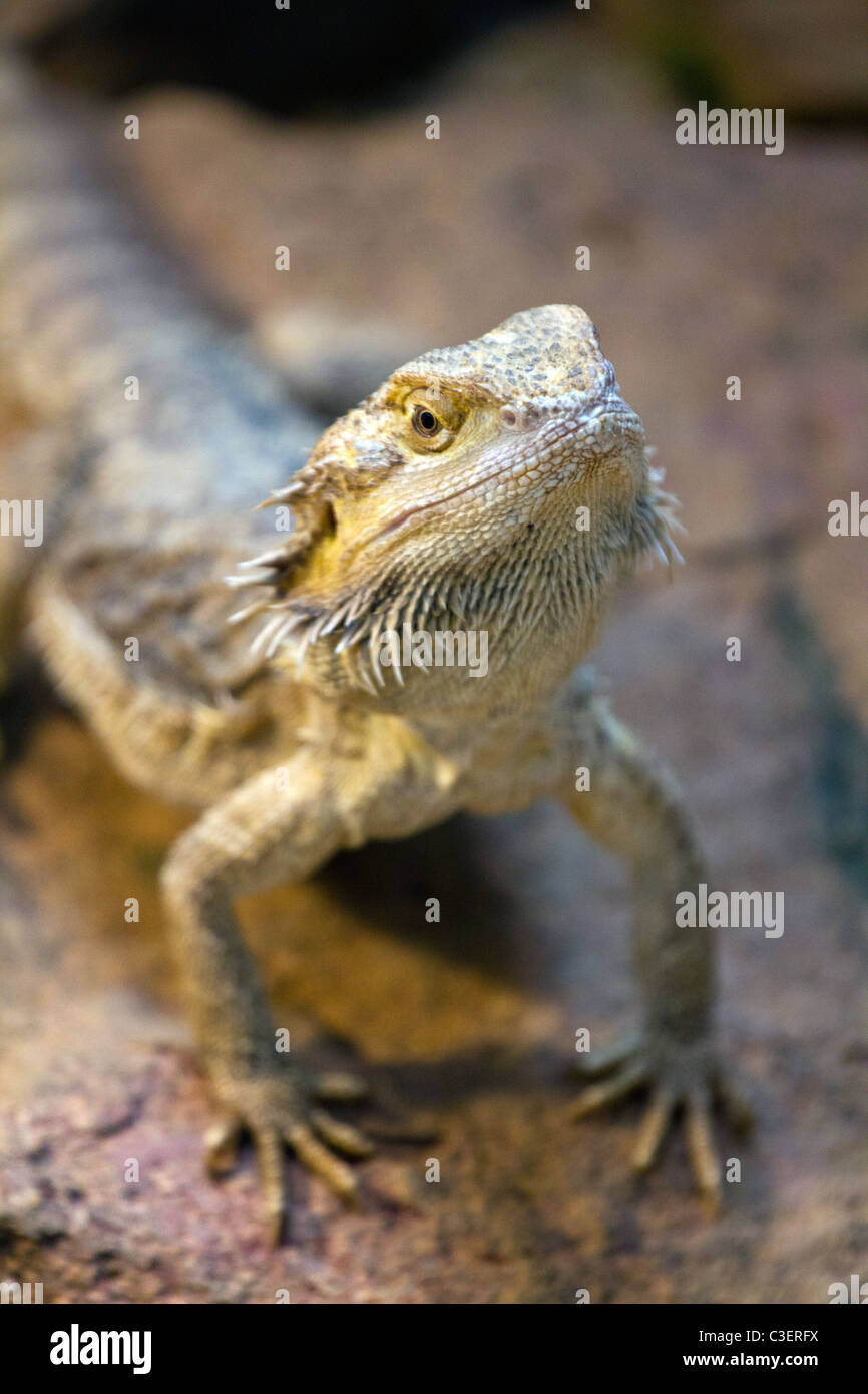 Lizard animal reptile hi-res stock photography and images - Alamy