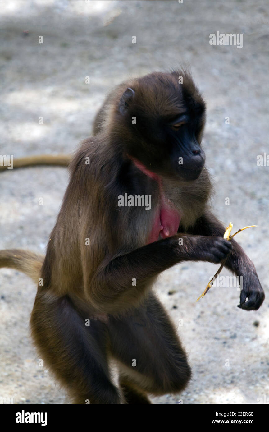 Guard monkey hi-res stock photography and images - Alamy