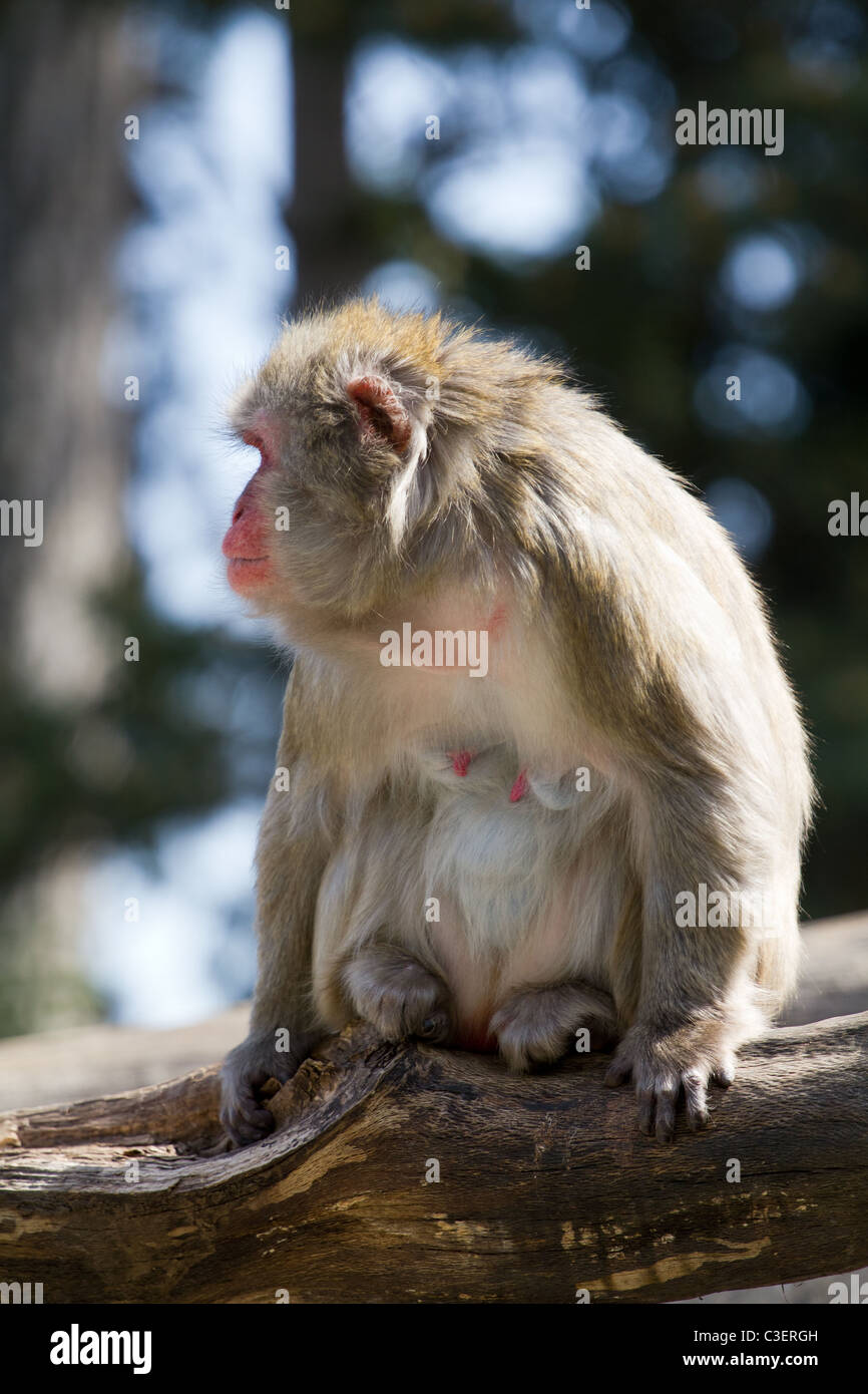 Monkey guard hi-res stock photography and images - Alamy