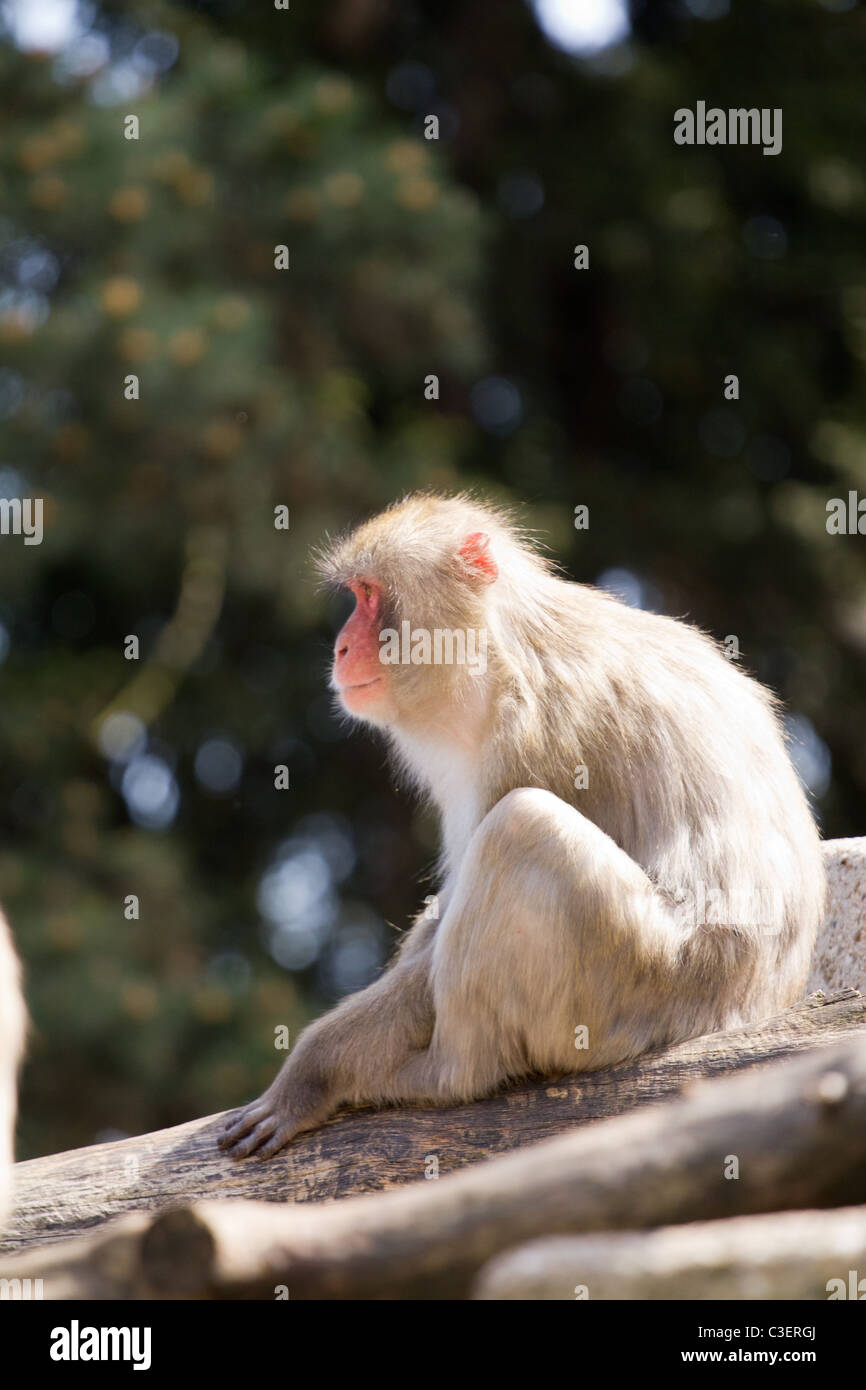 Monkey lookout hi-res stock photography and images - Alamy