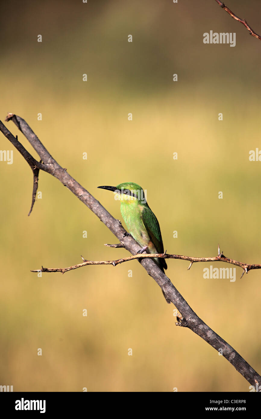 Little Green Bee eater in Andhra Pradesh South India Stock Photo - Alamy