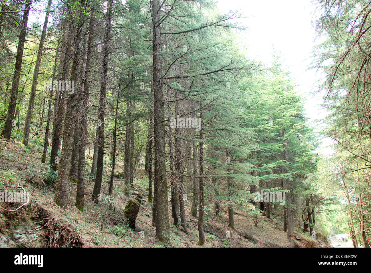 Pine forest of Himachal Pradesh,India Stock Photo - Alamy
