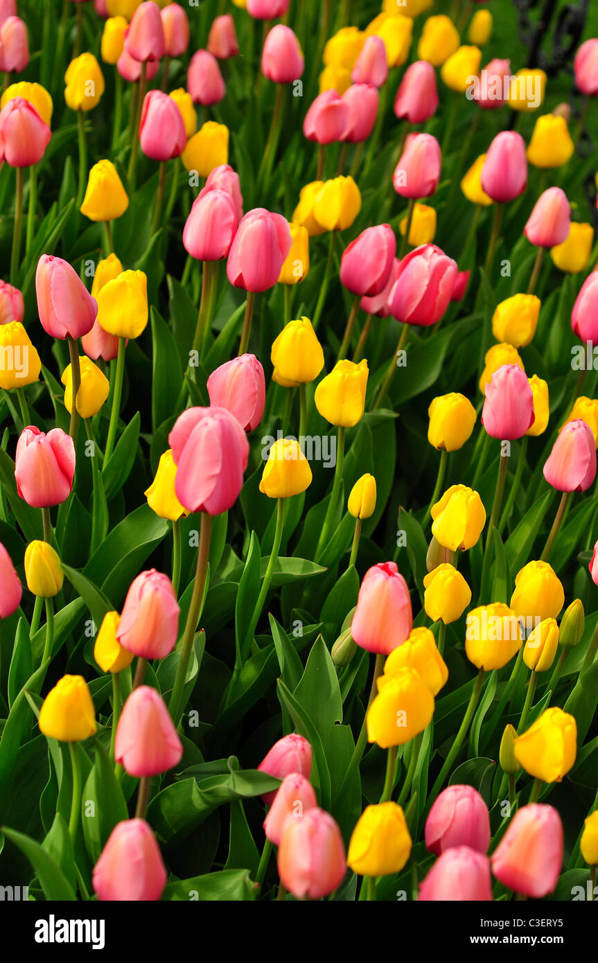 Colorful tulips in Albany Tulip Festival, New York Stock Photo - Alamy