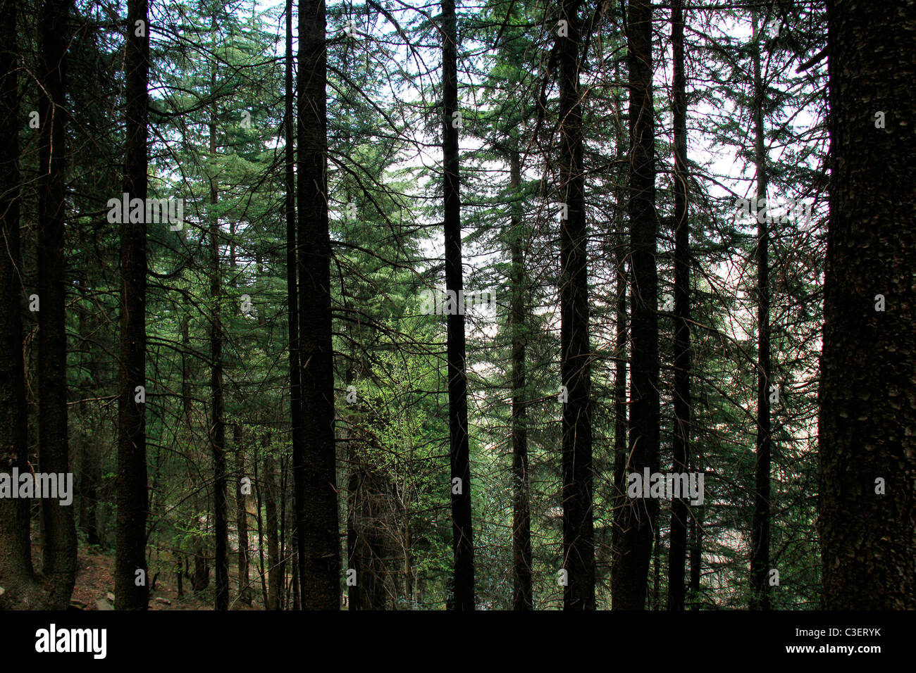 Pine forest of Himachal Pradesh,India Stock Photo - Alamy