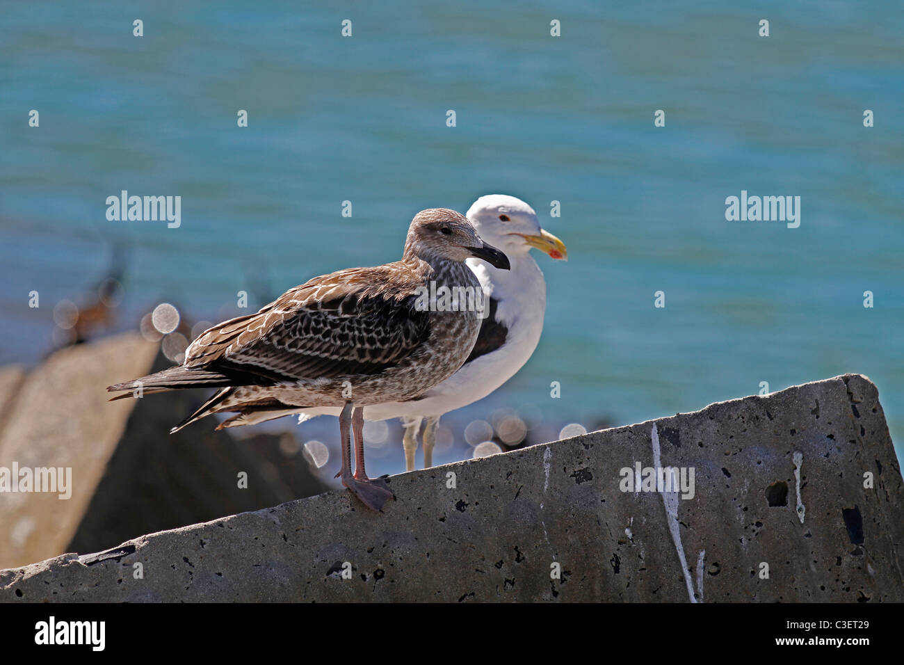 Kelp Gull (Larus dominicanus), with juvenile at breakwater at Hout Bay ...