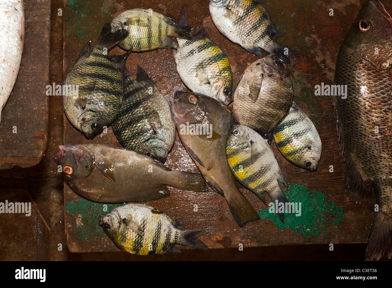 Goa calangute fish market hi-res stock photography and images - Alamy