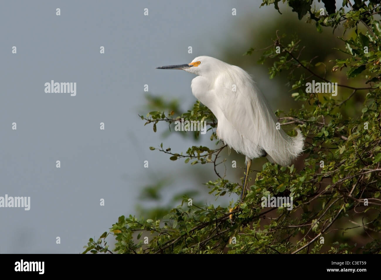 Crooked Tree Wildlife Sanctuary: Snowy Egret Stock Photo - Alamy