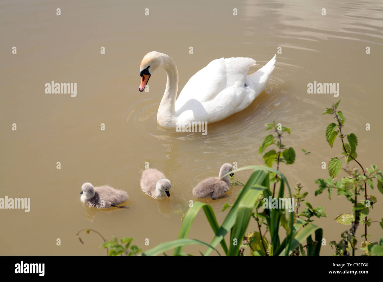 Signets signet swan swans hi-res stock photography and images - Alamy