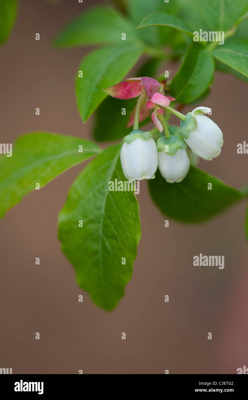 Bell fruit hi-res stock photography and images - Alamy