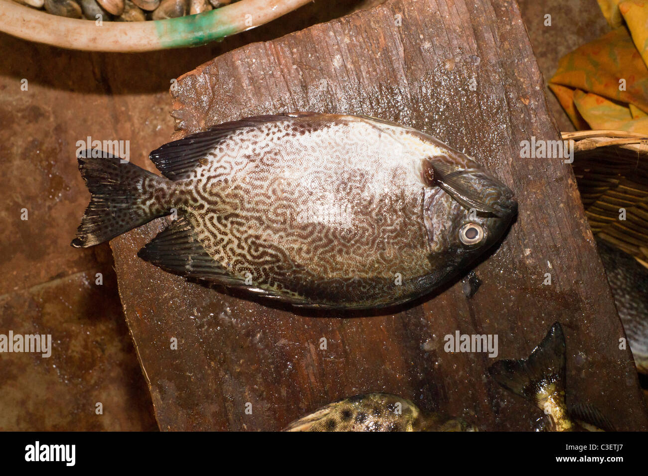 Goa calangute fish market hi-res stock photography and images - Alamy