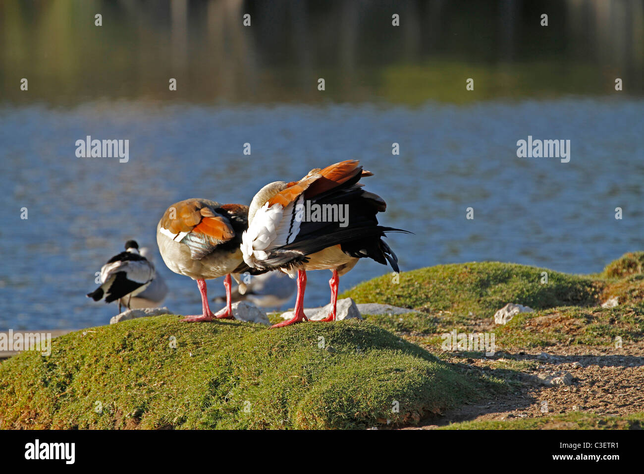 Egyptian geese at Intaka Island Bird Sanctuary. (Alopochen aegyptiacus ...