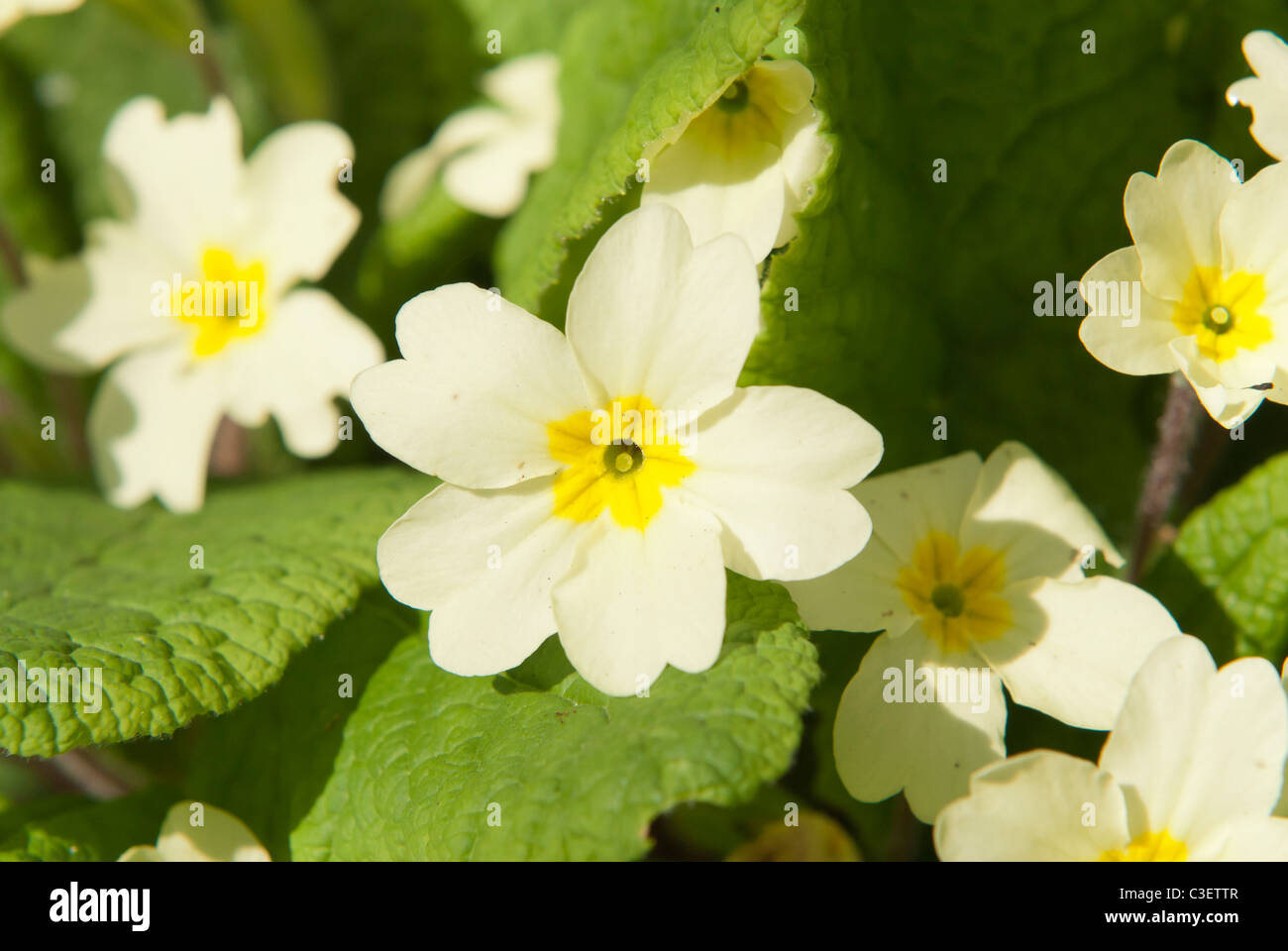 Wild Flower, Primrose, Primula vulgaris Stock Photo - Alamy