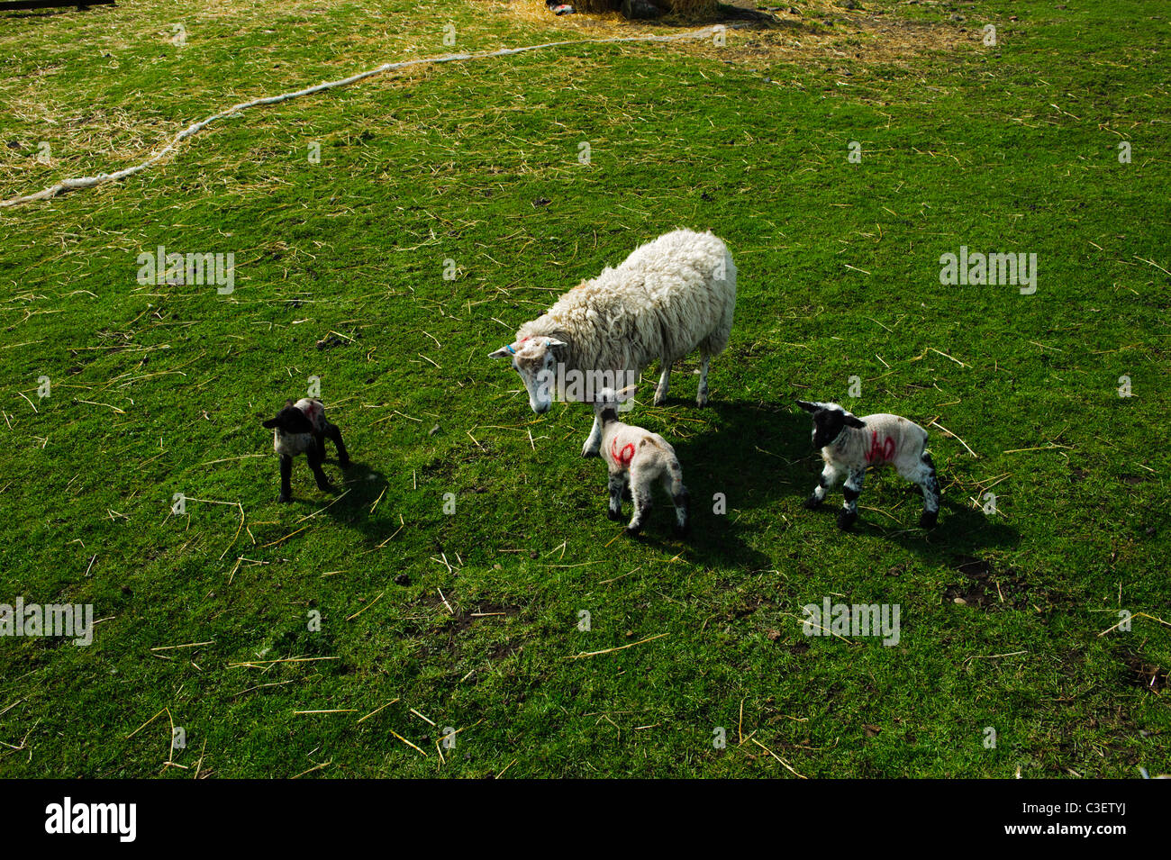 Spring time animals hi-res stock photography and images - Alamy