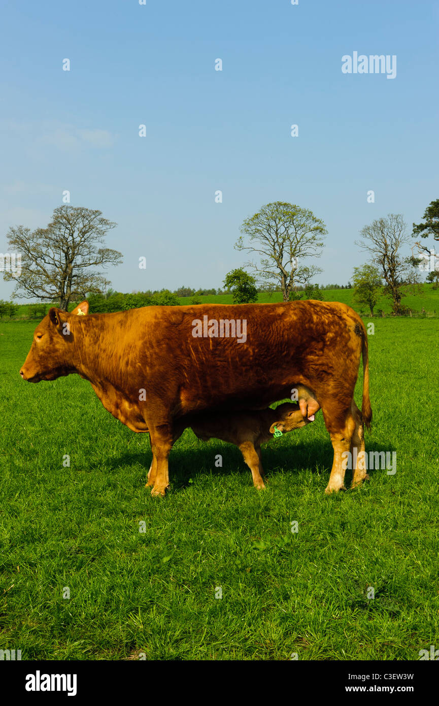 Farm animals blue sky uk hi-res stock photography and images - Alamy