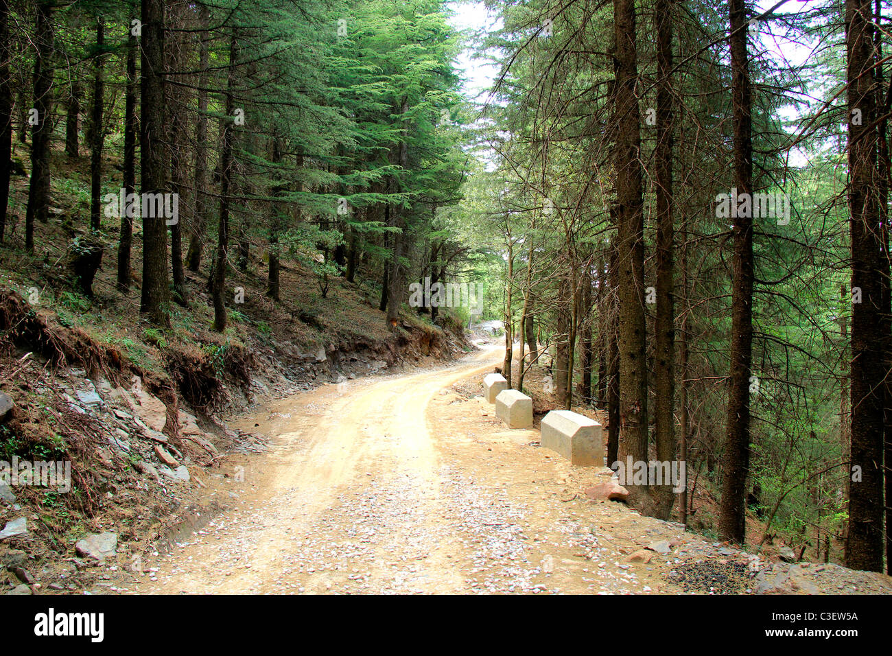 Forest road in Himachal Pradesh,india Stock Photo - Alamy