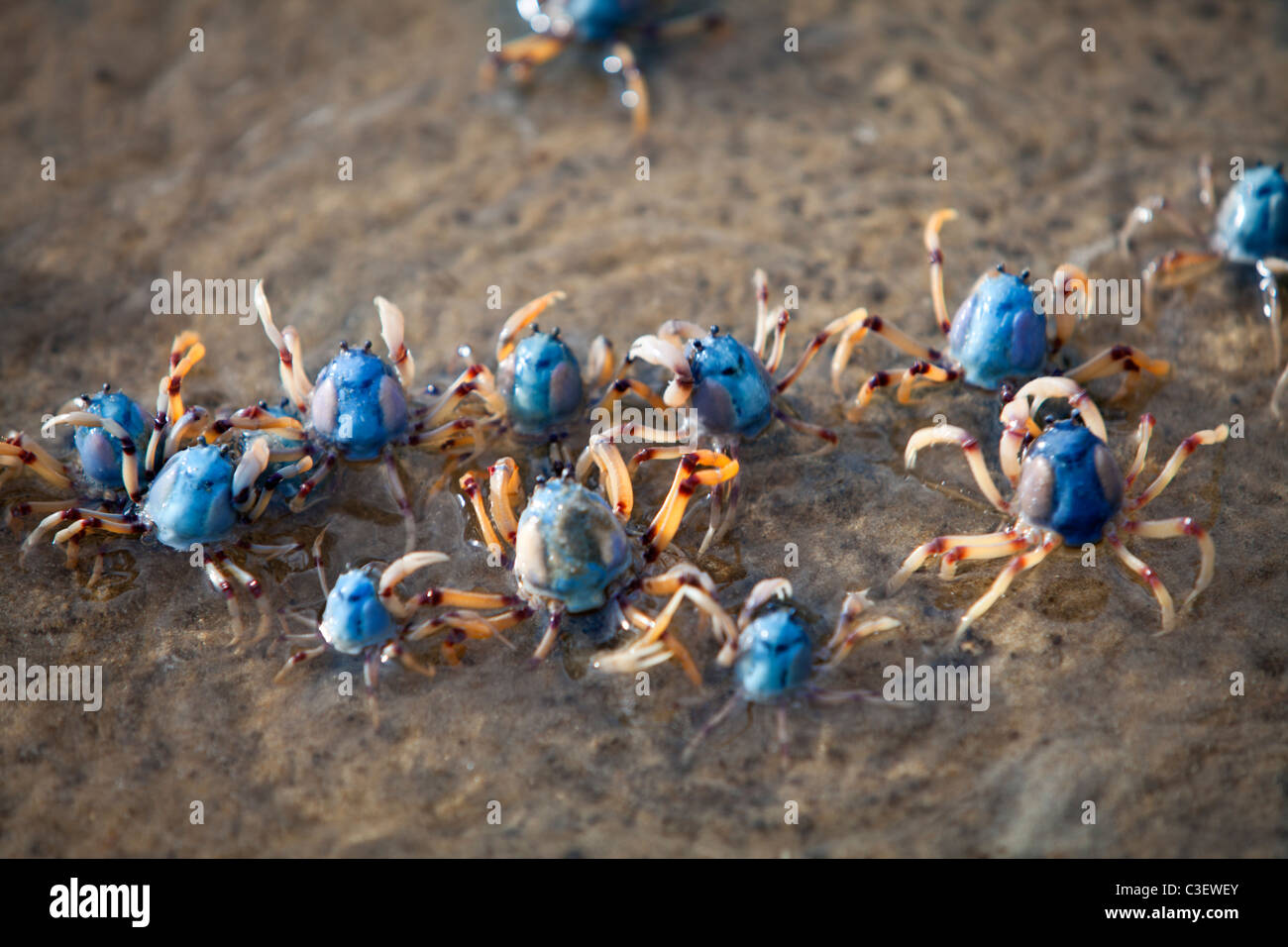 Soldier crabs, Huskisson, NSW South Coast, Australia Stock Photo - Alamy