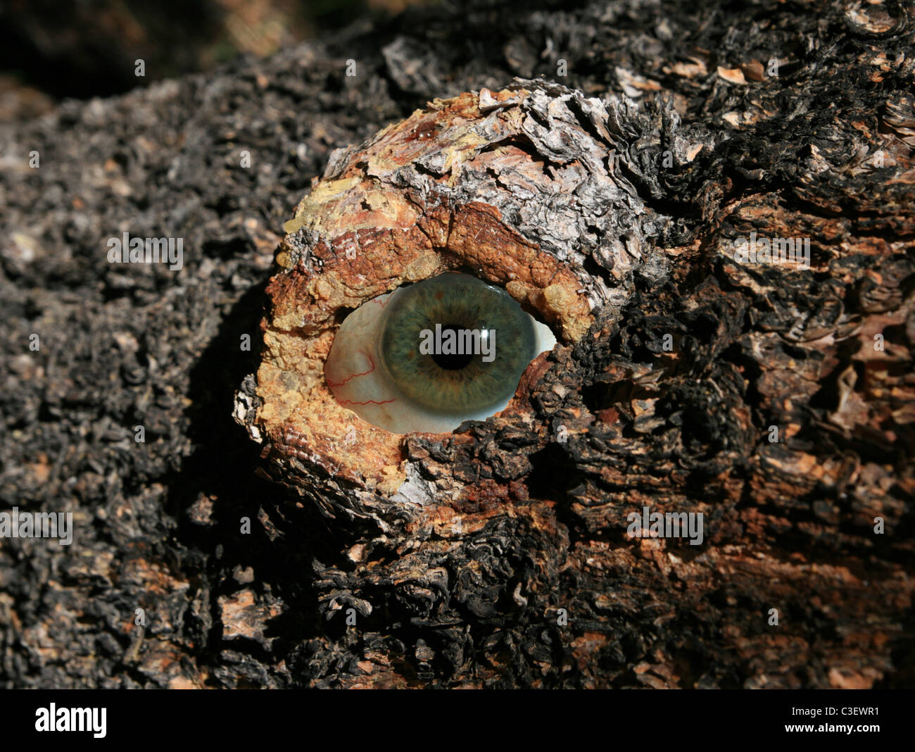 Spooky tree bark hi-res stock photography and images - Alamy