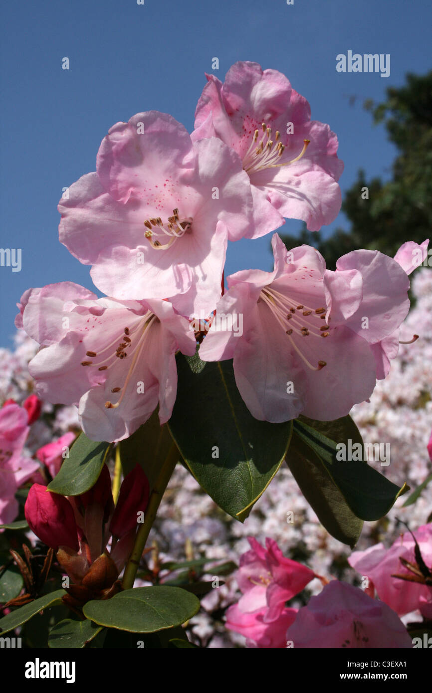 Shrubs pink rhododendron shrub hi-res stock photography and images - Alamy