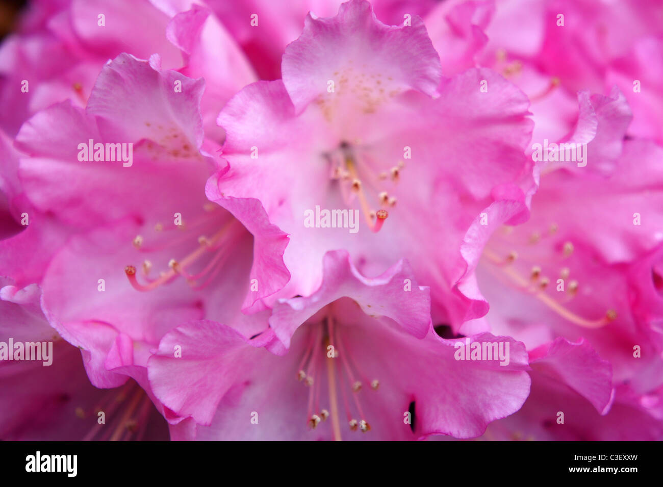 Close up of beautiful pink rhododendron shrub Stock Photo - Alamy