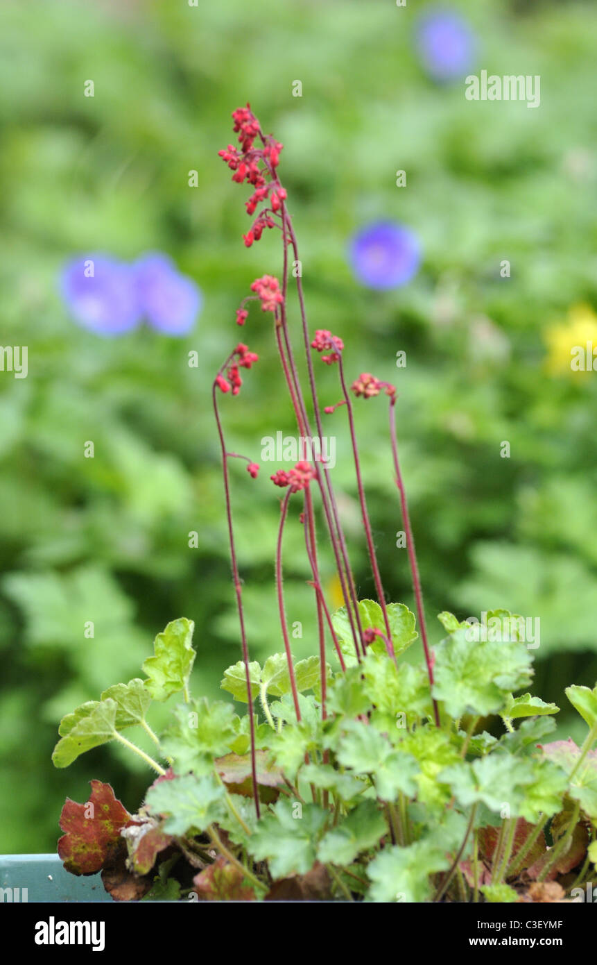Heuchera Sanguinea Bressingham Hybrids