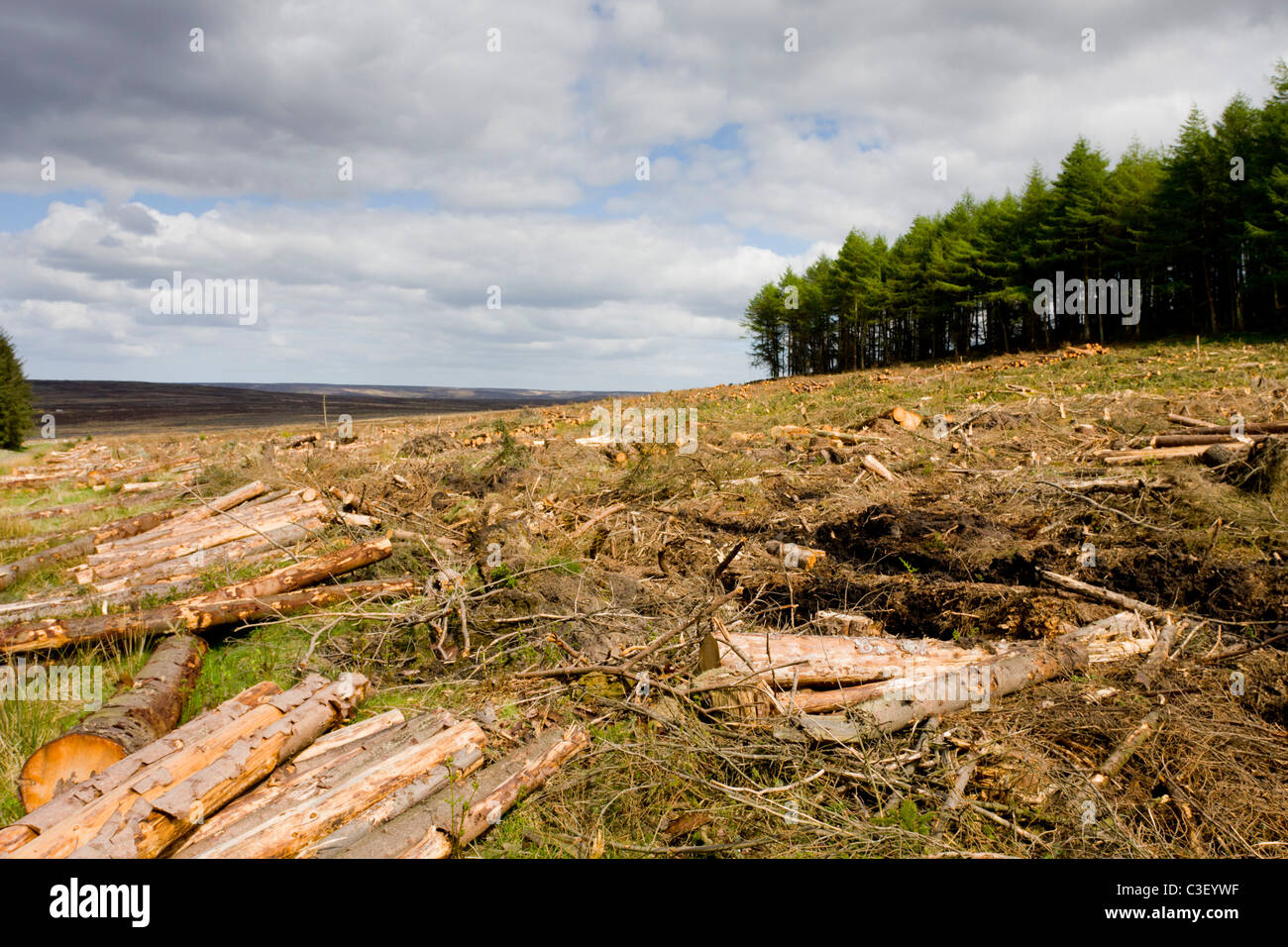 Woodland foresty North York Moors Yorkshire UK Stock Photo - Alamy