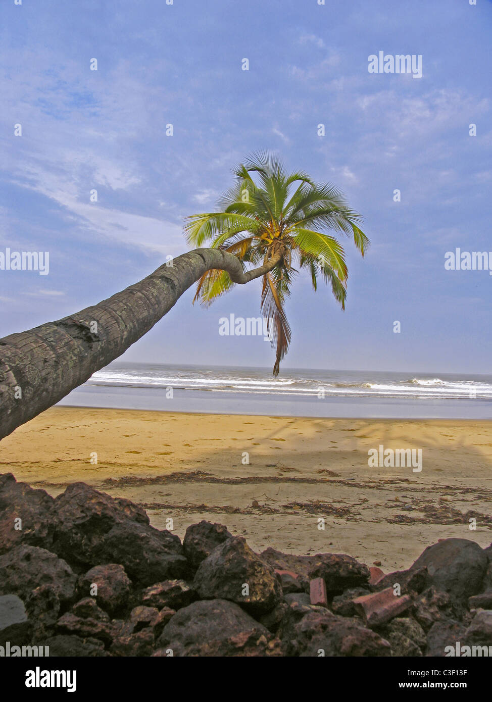 Perspective of a coconut palm growing horizontically with the ground at ...