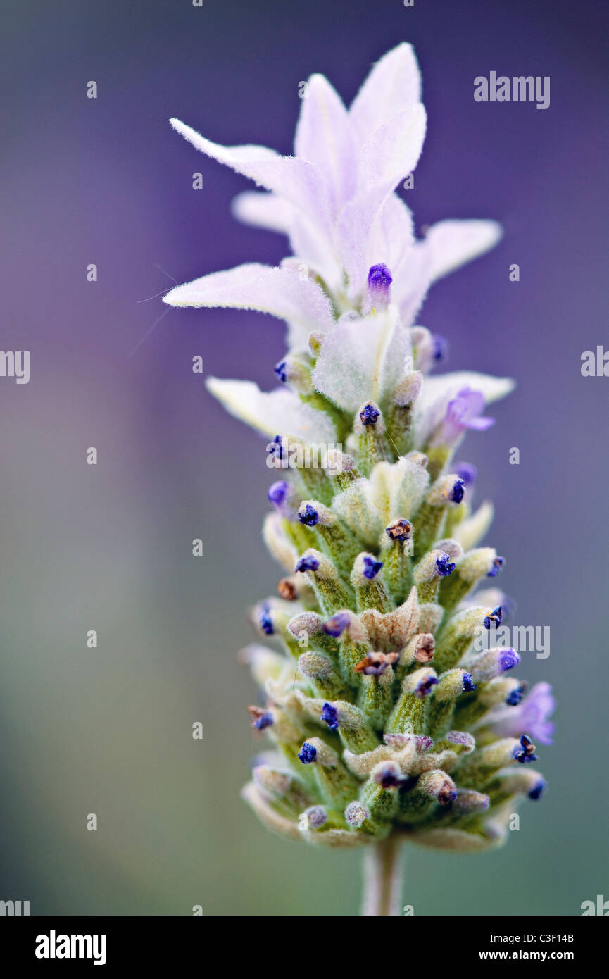 Close-up image of the delicate Lavendula dentata also known as French ...