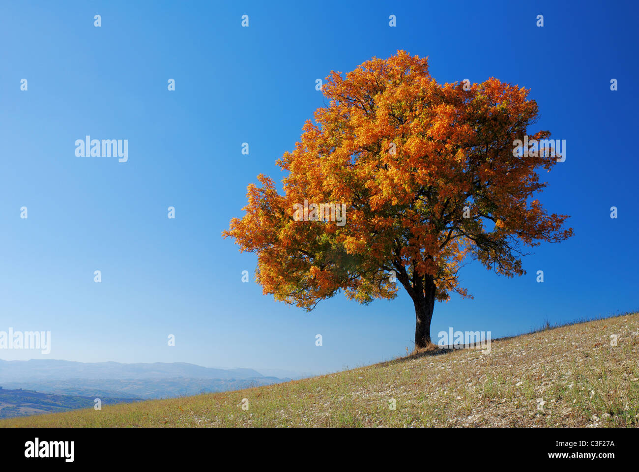 Bright colored fall tree with clear blue sky Stock Photo - Alamy