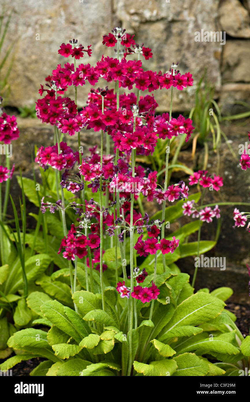 Candelabra primula hi-res stock photography and images - Alamy