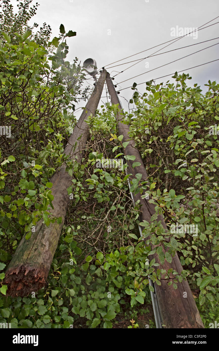 Broken Electrical Pole into greens Stock Photo - Alamy