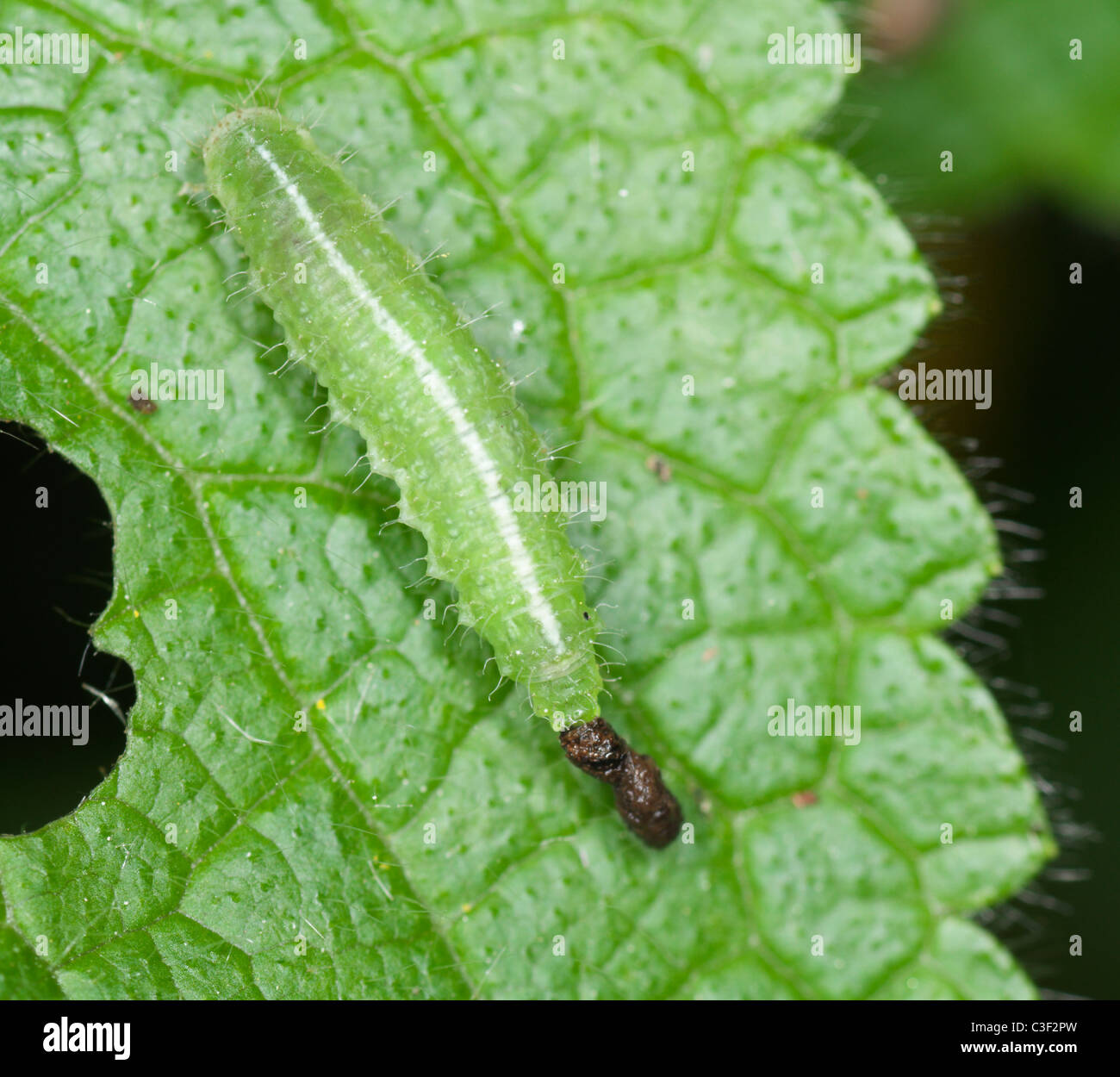 Caterpillar leaf hi-res stock photography and images - Alamy
