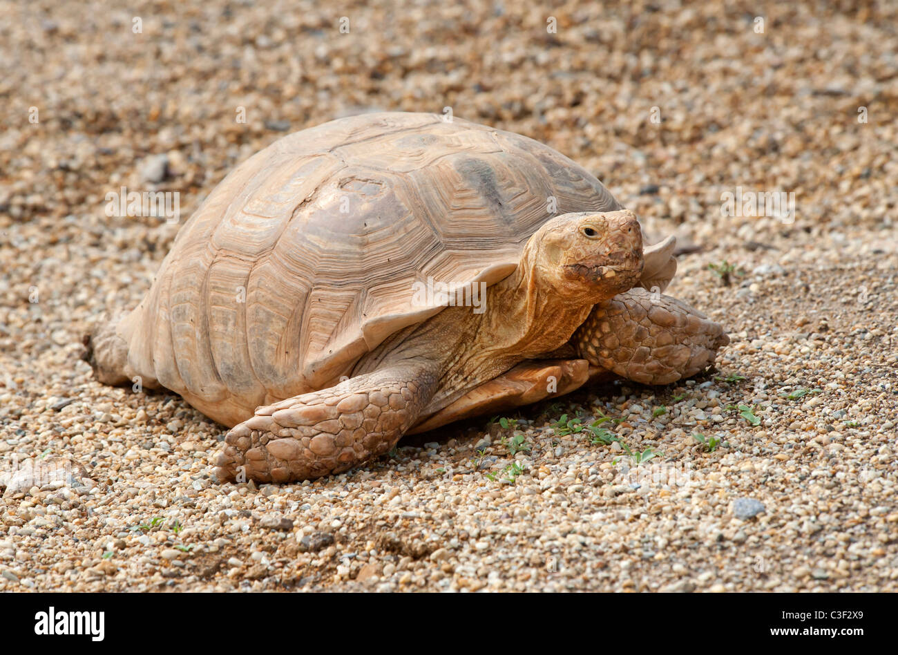 Giant Tortoise walking Stock Photo - Alamy