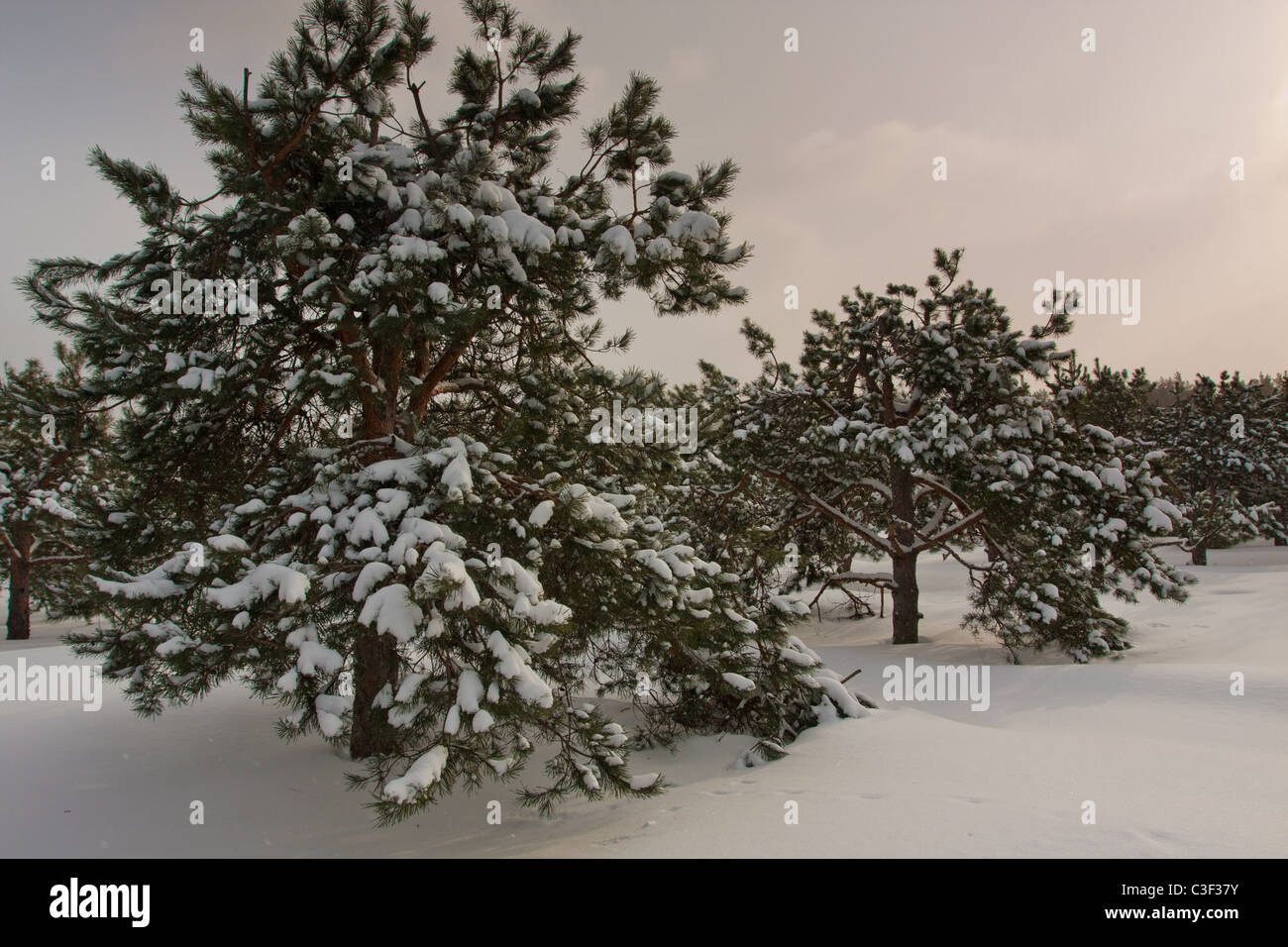 Winter view with trees and snow Stock Photo - Alamy
