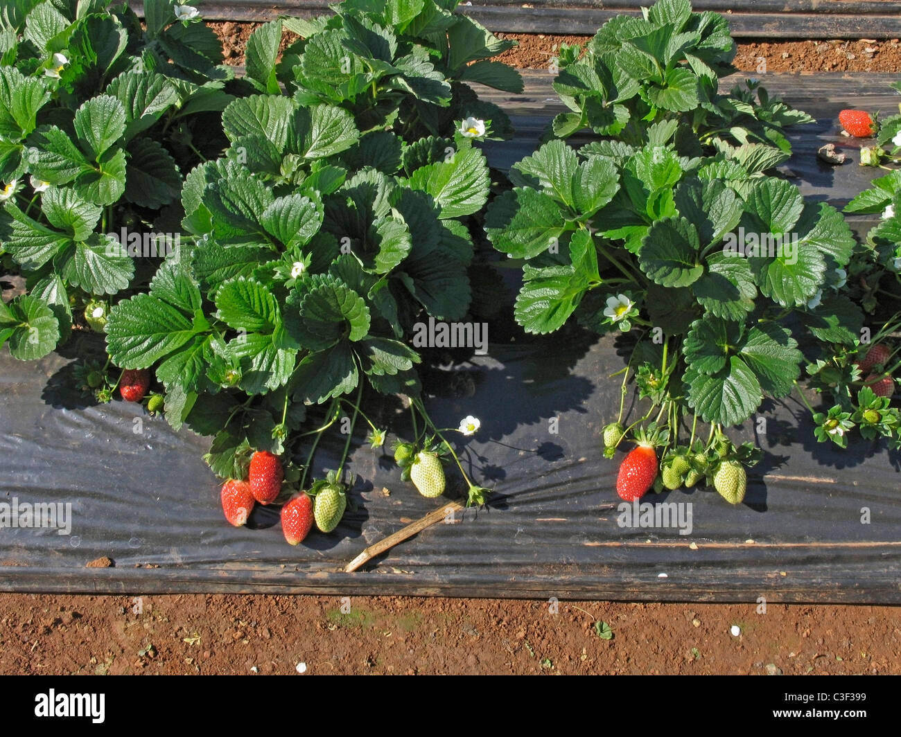 Fruit , Strawberries fragaria ananassa Stock Photo - Alamy