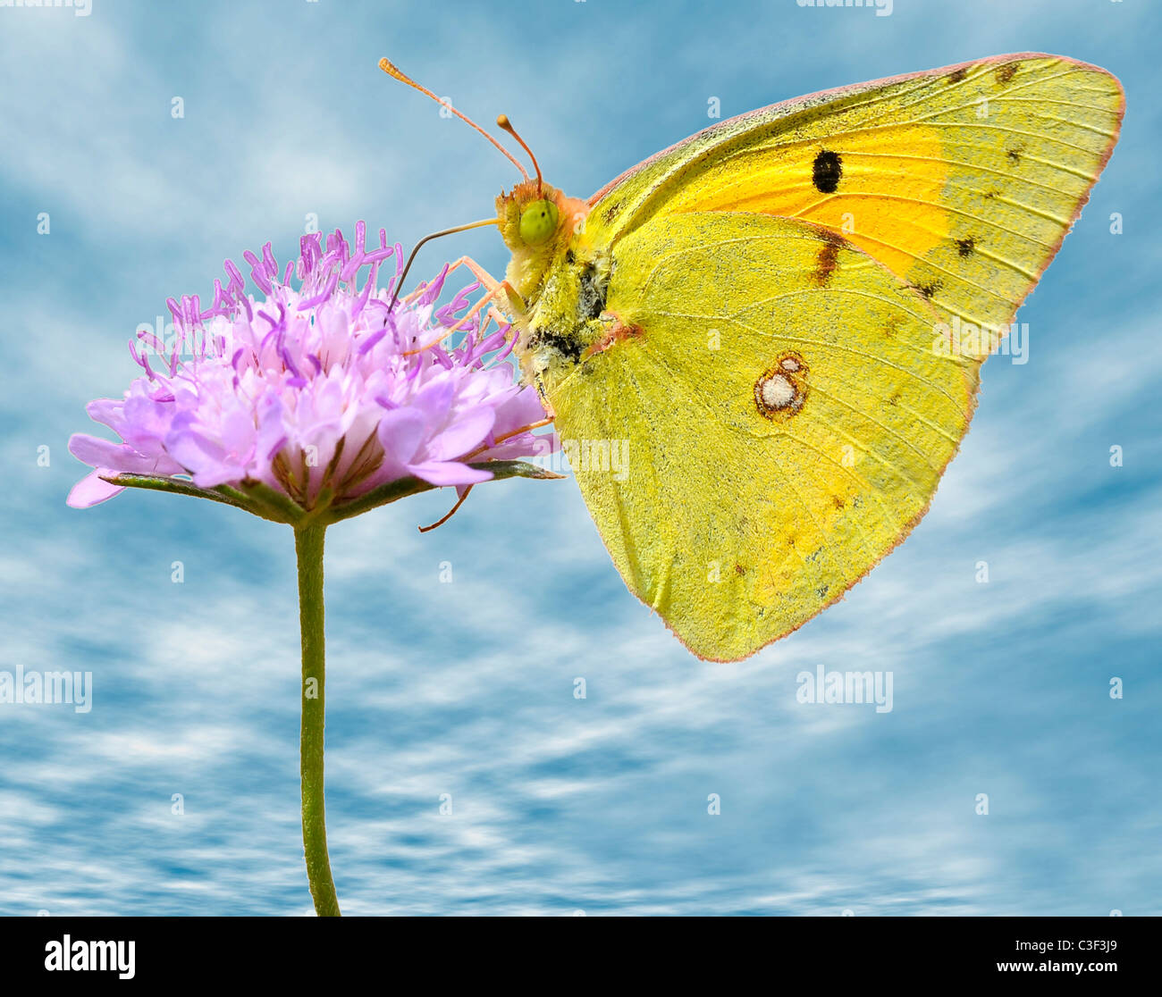Dark blue butterfly hi-res stock photography and images - Alamy
