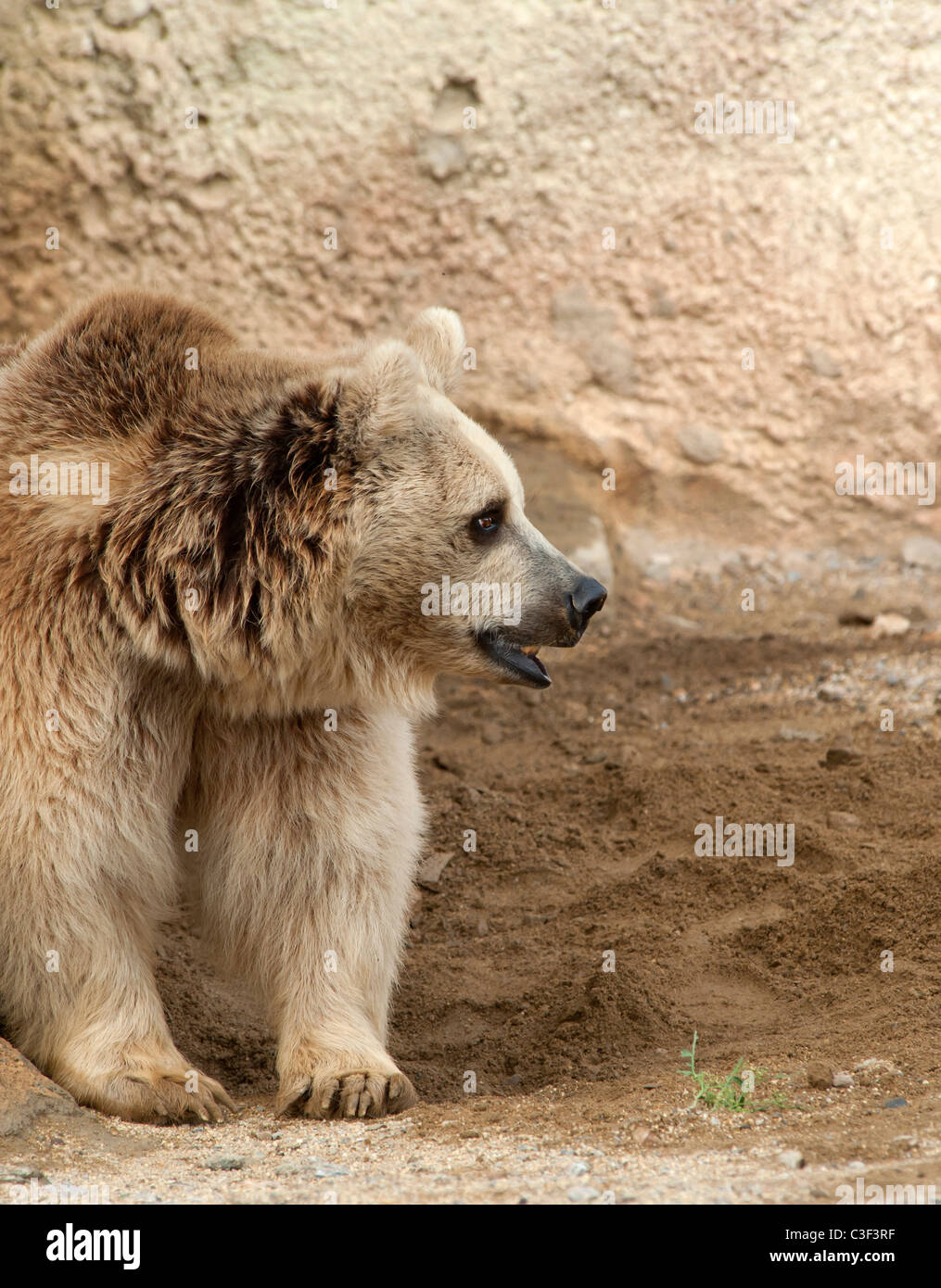 Brown Bear looking right Stock Photo - Alamy