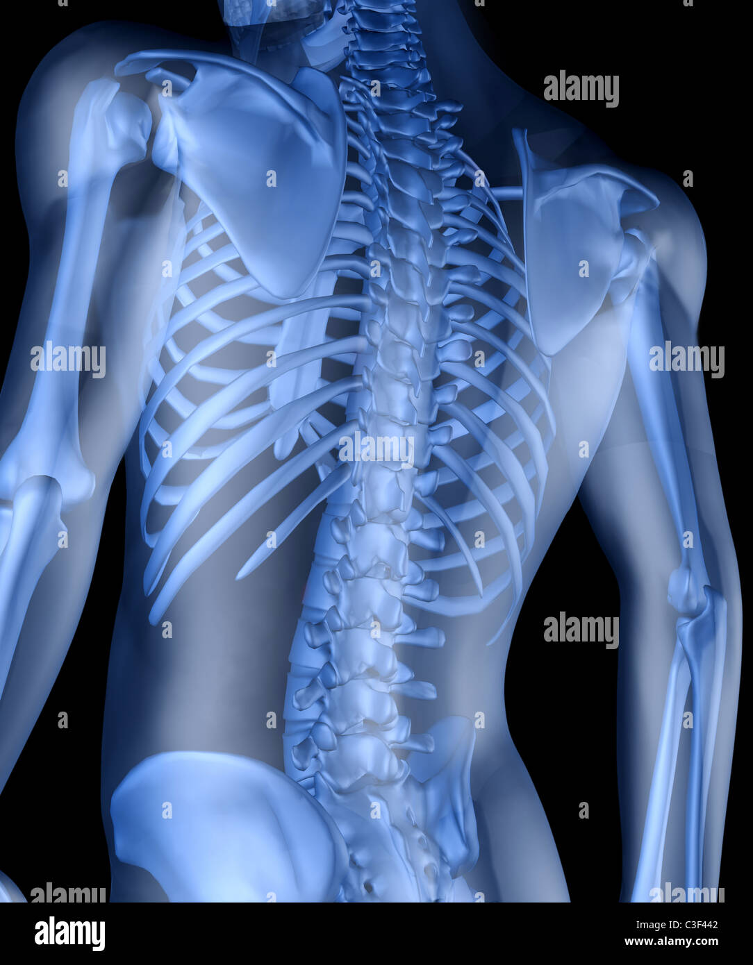 Skeleton of the man. 3D the image of a man's skeleton under a ...