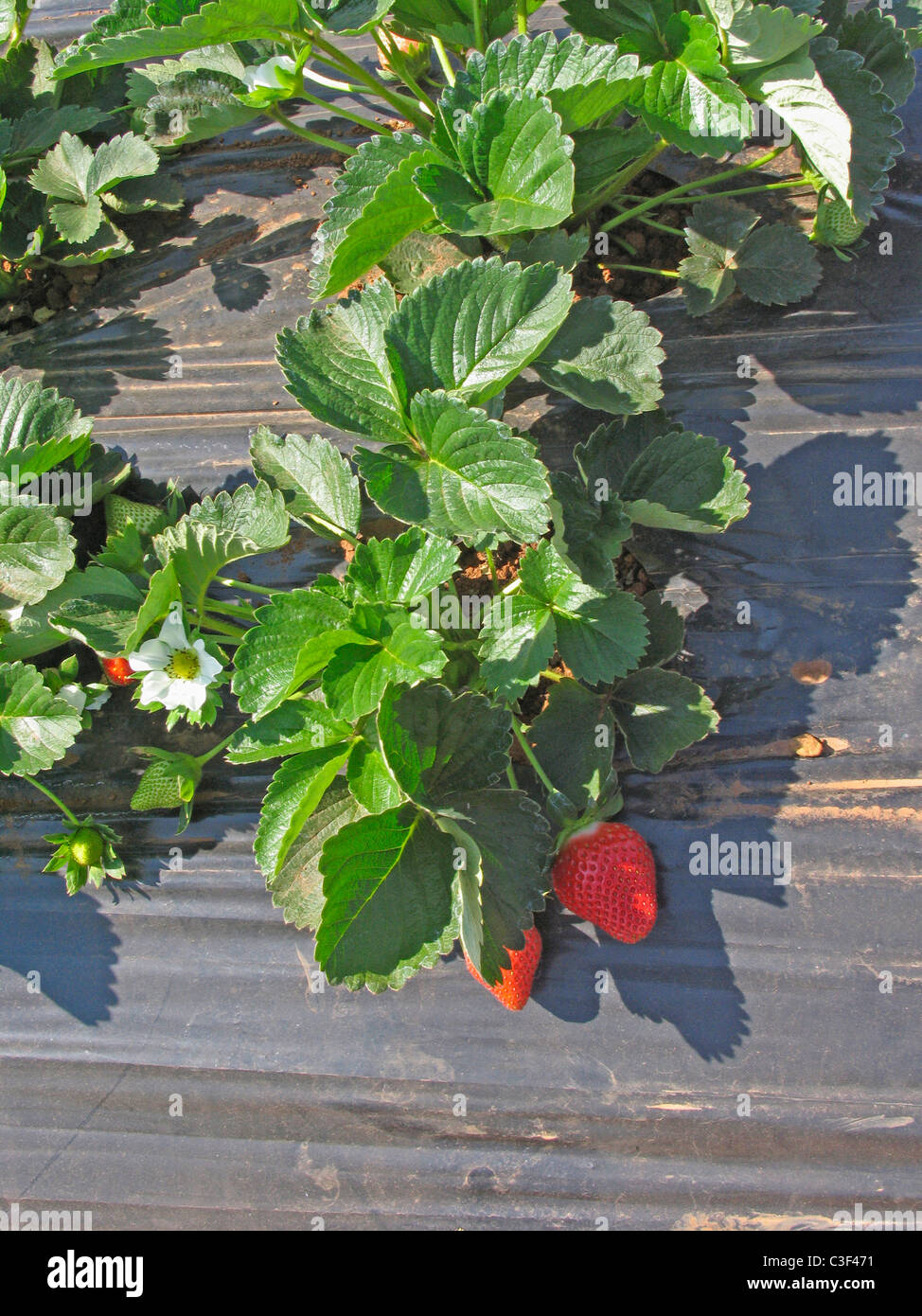 Fruit , Strawberries fragaria ananassa Stock Photo - Alamy